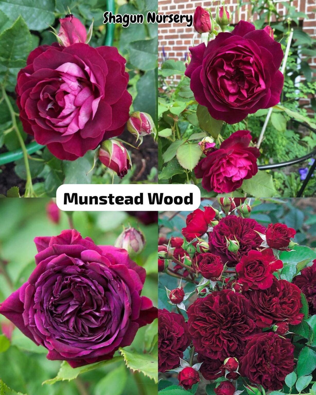 Munstead Wood DA-Rose - Shagun Nursery