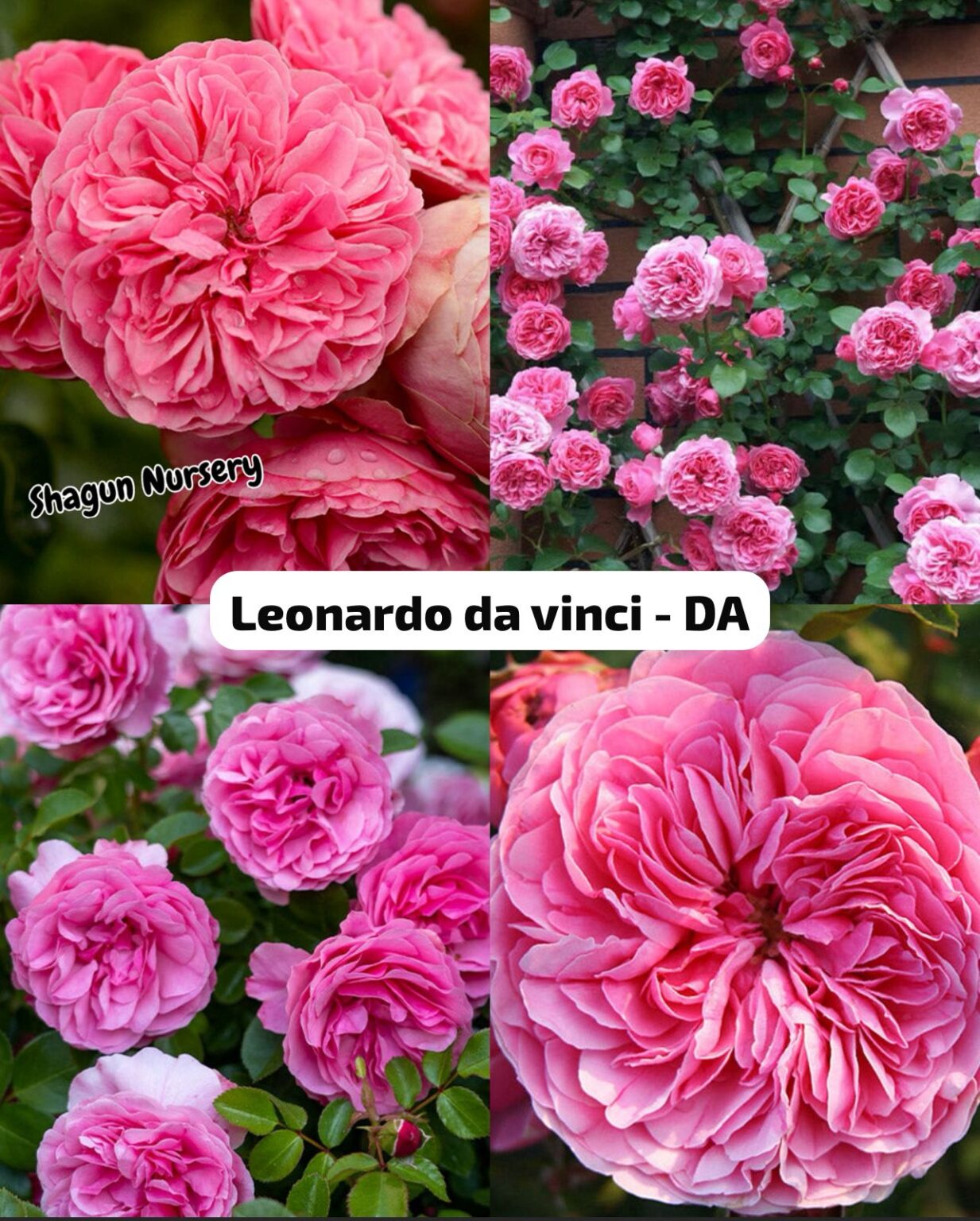 Leonardo da Vinci DA-Rose - Shagun Nursery